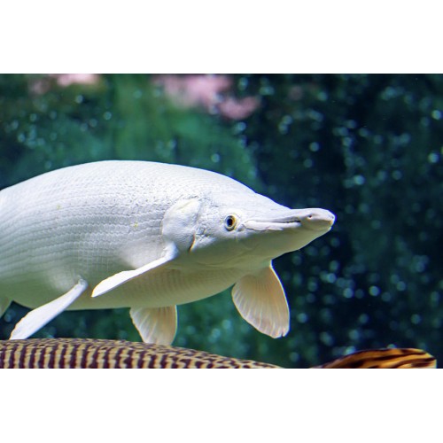 Atractosteus spatula - Alligator gar PLATINUM