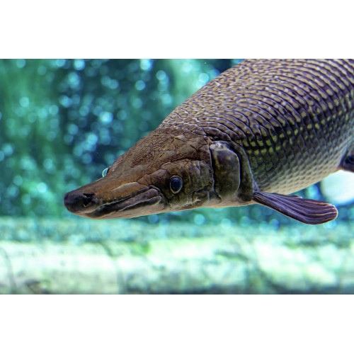 Atractosteus spatula - Alligator gar